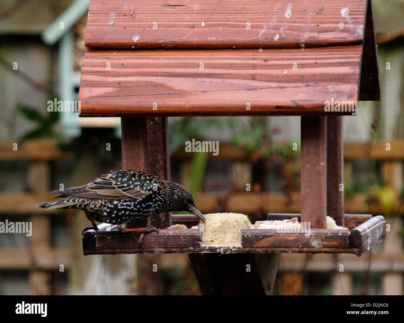 Bird table starling hi-res stock photography and images - Alamy