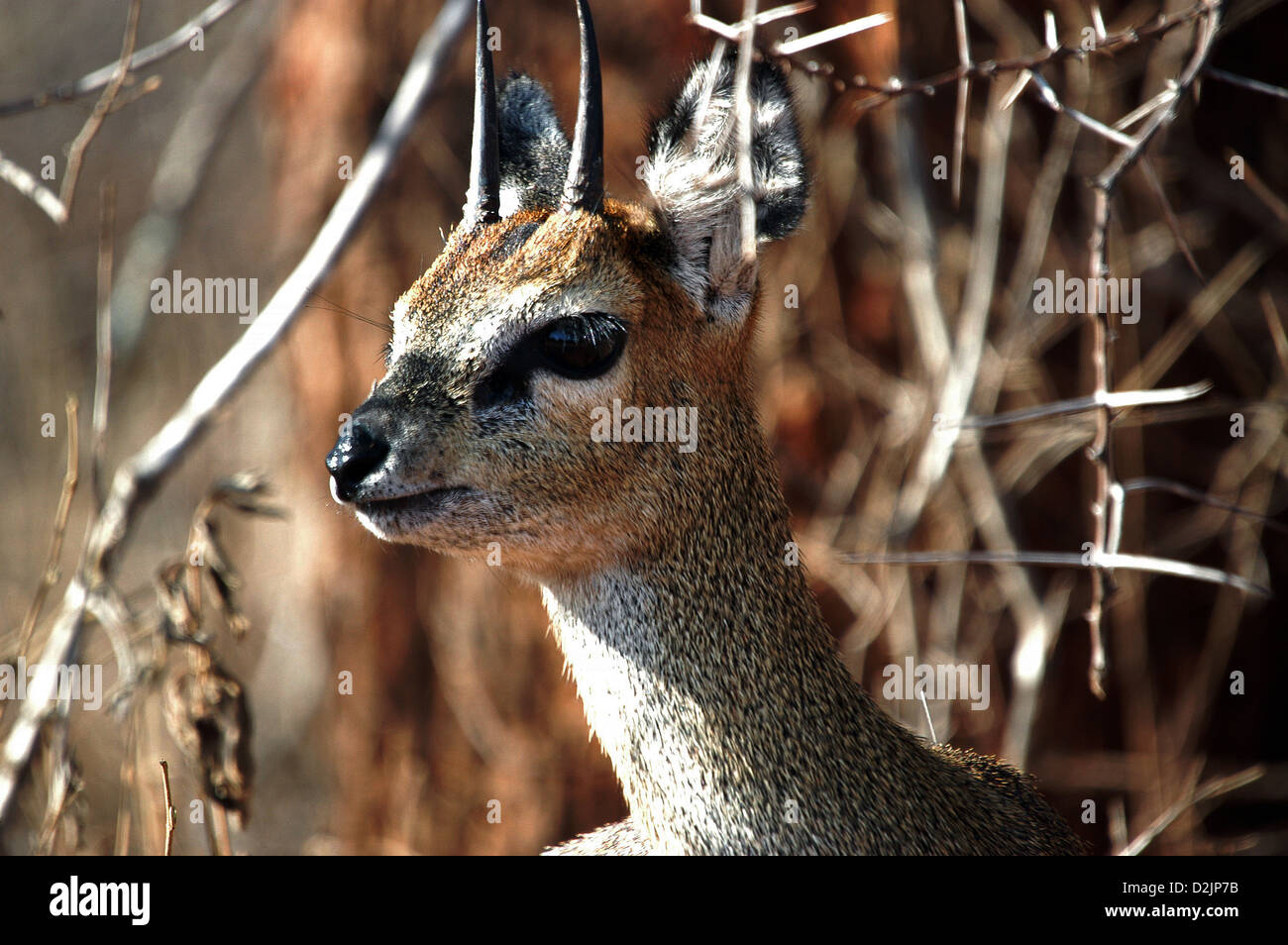 Africa african klipspringer game park national tsavo kenya hi-res stock photography and images ...