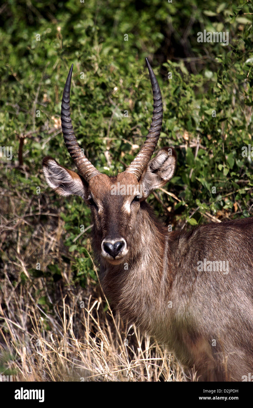 Male common waterbuck hi-res stock photography and images - Alamy