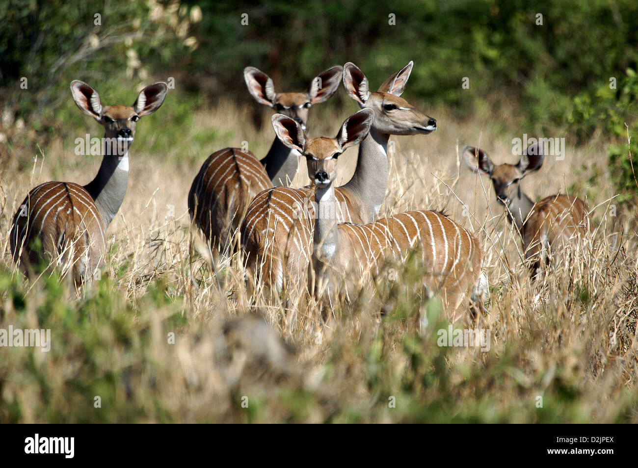 Female Lesser Kudu in the Tsavo West National Park, Kenya Stock Photo ...