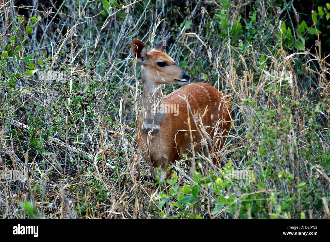Lesser Kudu, (female), Tsavo West National Park, Kenya Stock Photo - Alamy