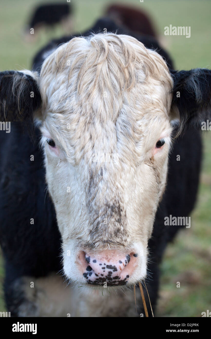Face cow hi-res stock photography and images - Alamy