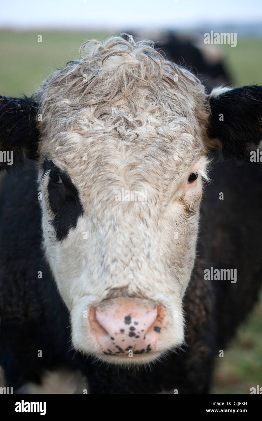 Face cow hi-res stock photography and images - Alamy