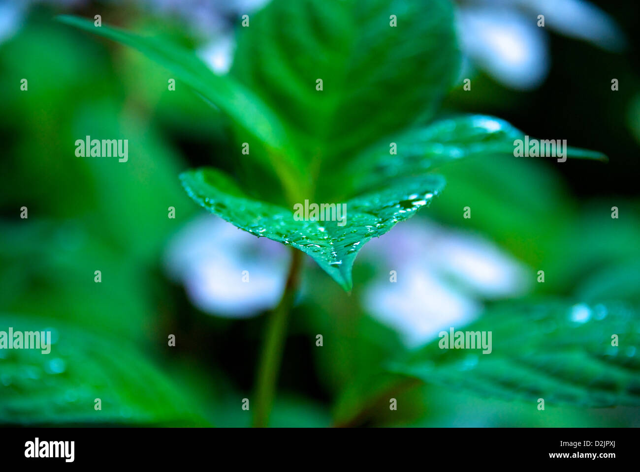 Rain drops on single green leaf Stock Photo - Alamy