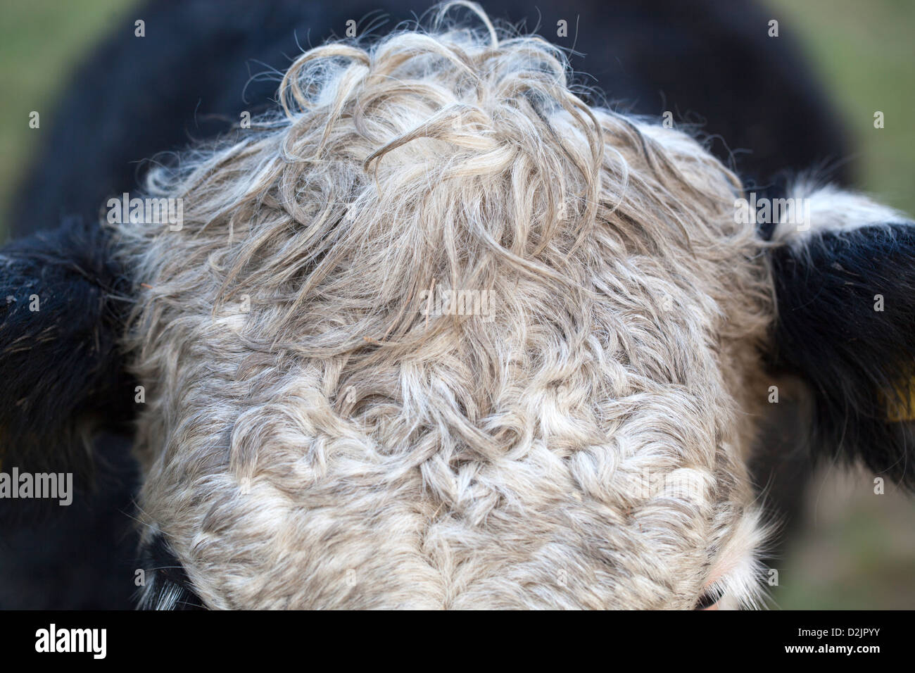 Quiff hair hi-res stock photography and images - Alamy