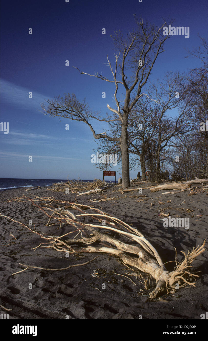 Point pelee migration hi-res stock photography and images - Alamy