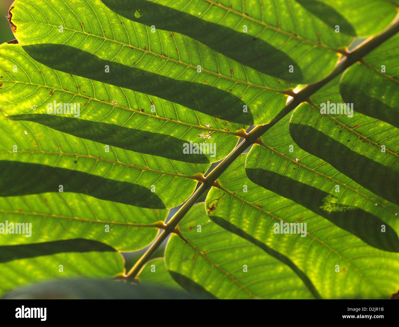 Parallel leaf veins hi-res stock photography and images - Alamy