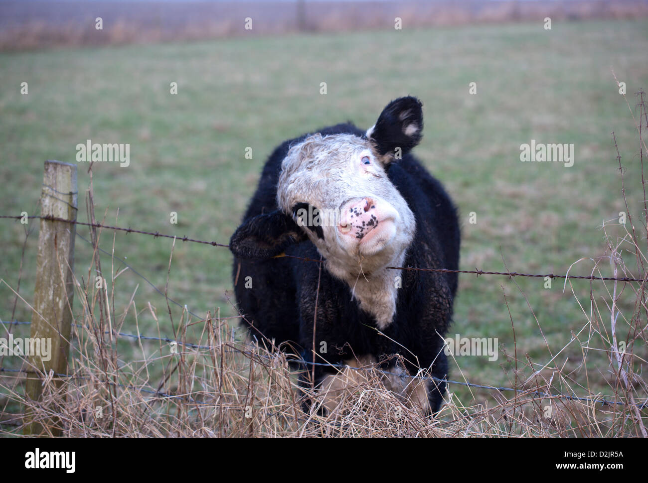 Cow scratching hi-res stock photography and images - Alamy