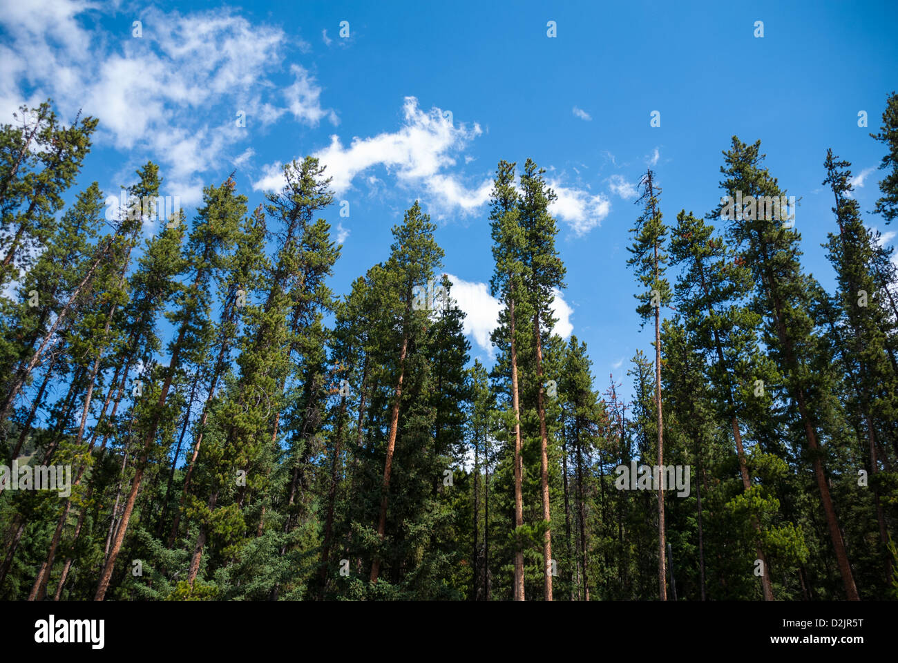 Trees in Banff National Park, AB, Canada Stock Photo - Alamy
