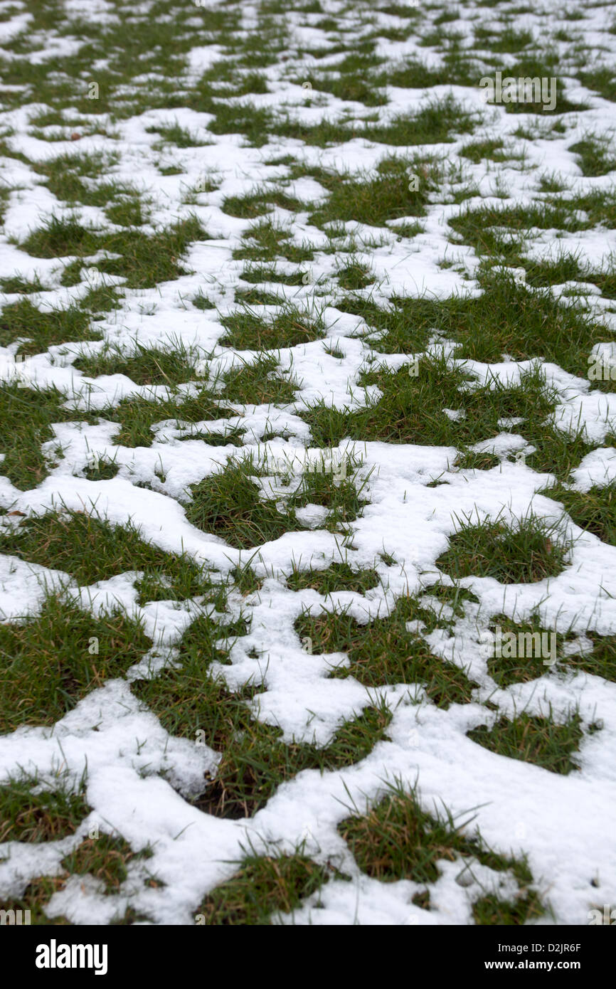 Grass covered with melting snow Stock Photo - Alamy