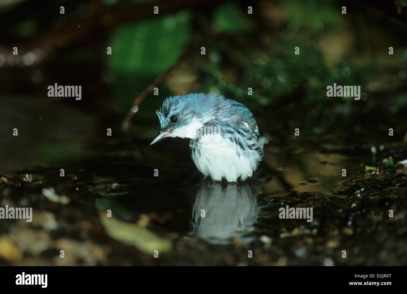 Cerulean Warbler (Dendroica cerulea) adult male in breeding plumage ...