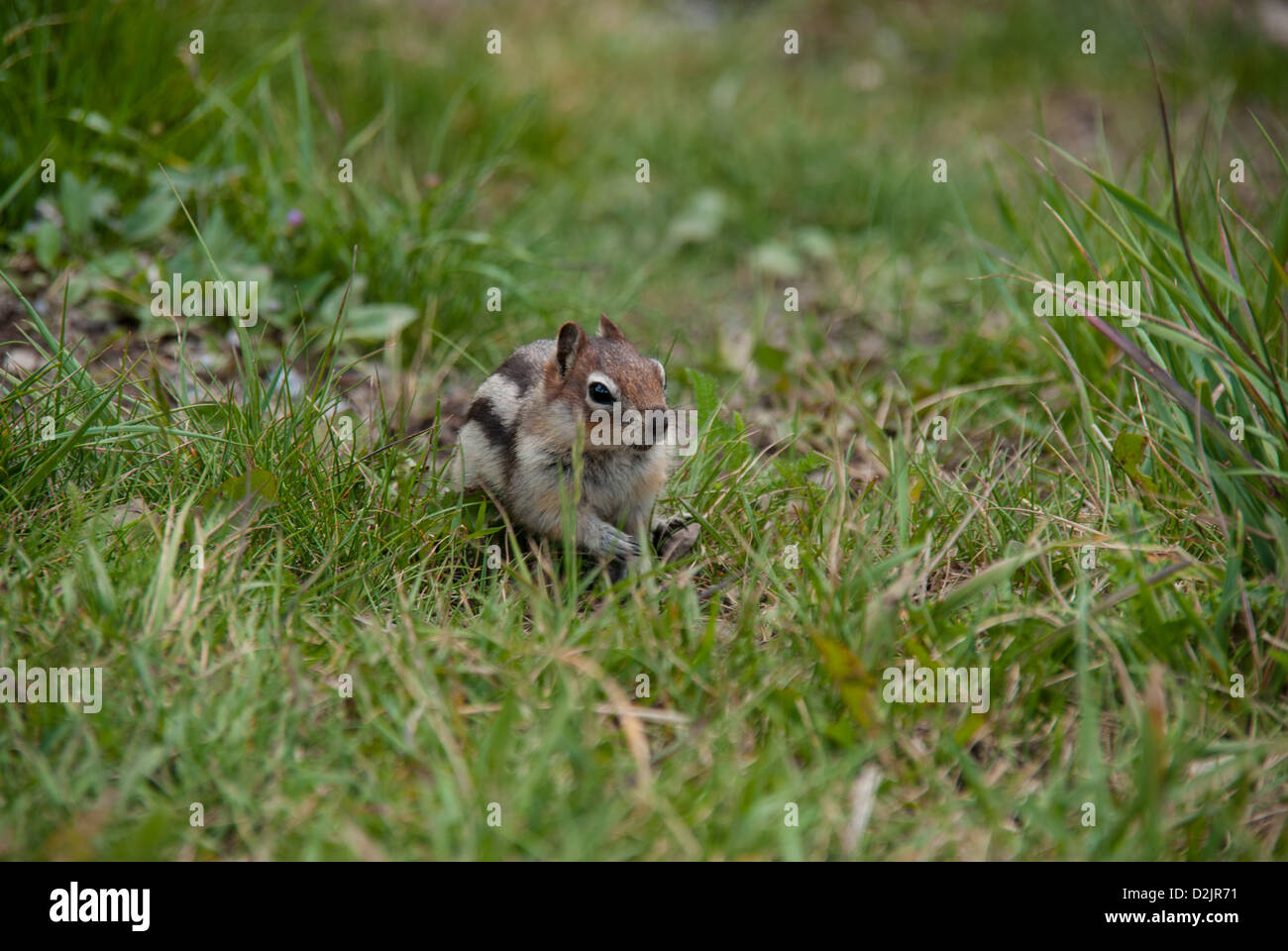 Squirrel in Banff National Park, AB, Canada Stock Photo - Alamy