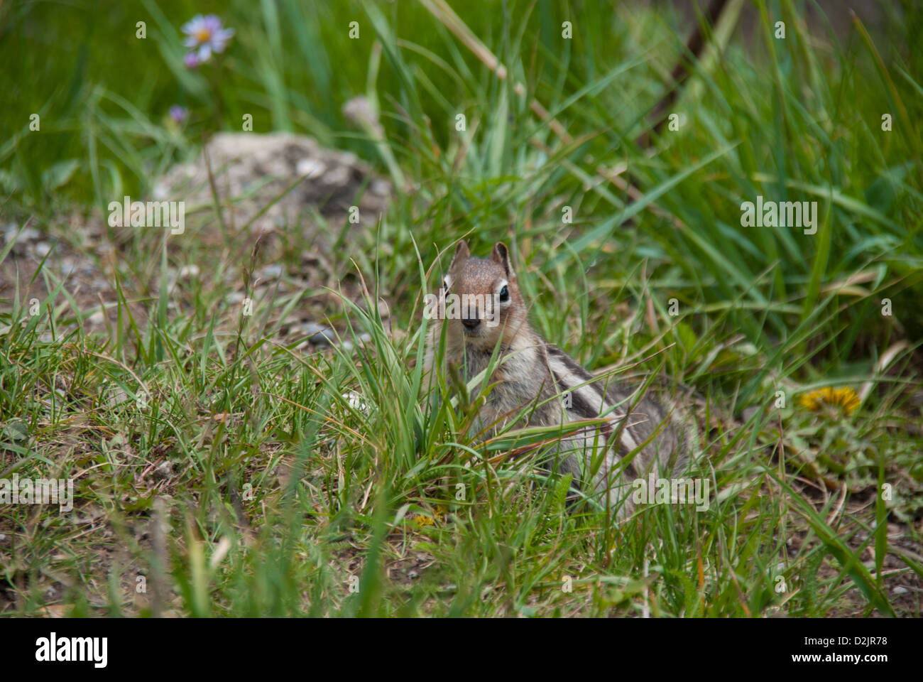Squirrel in Banff National Park, AB, Canada Stock Photo - Alamy