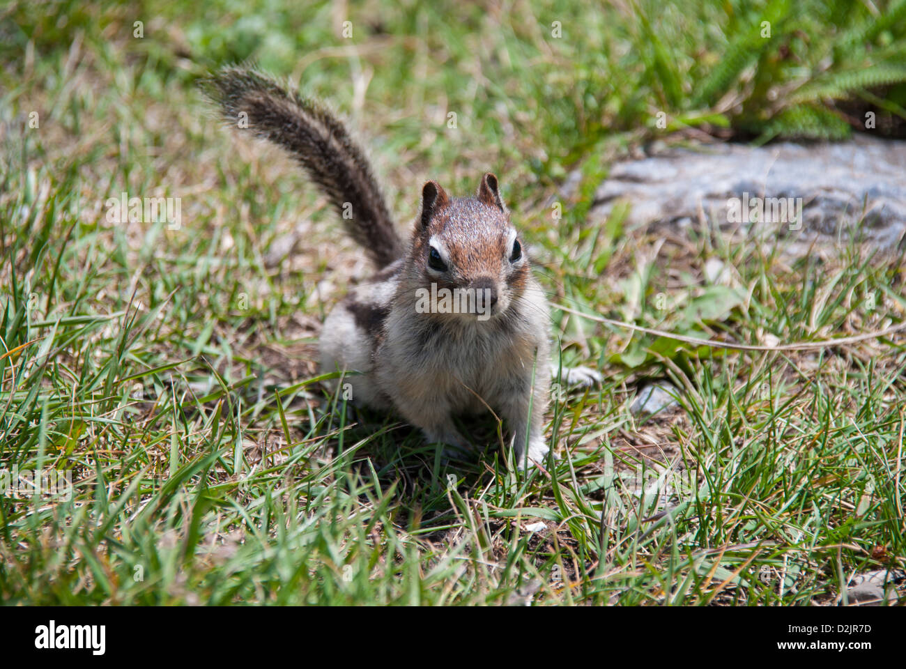 Squirrel in Banff National Park, AB, Canada Stock Photo - Alamy