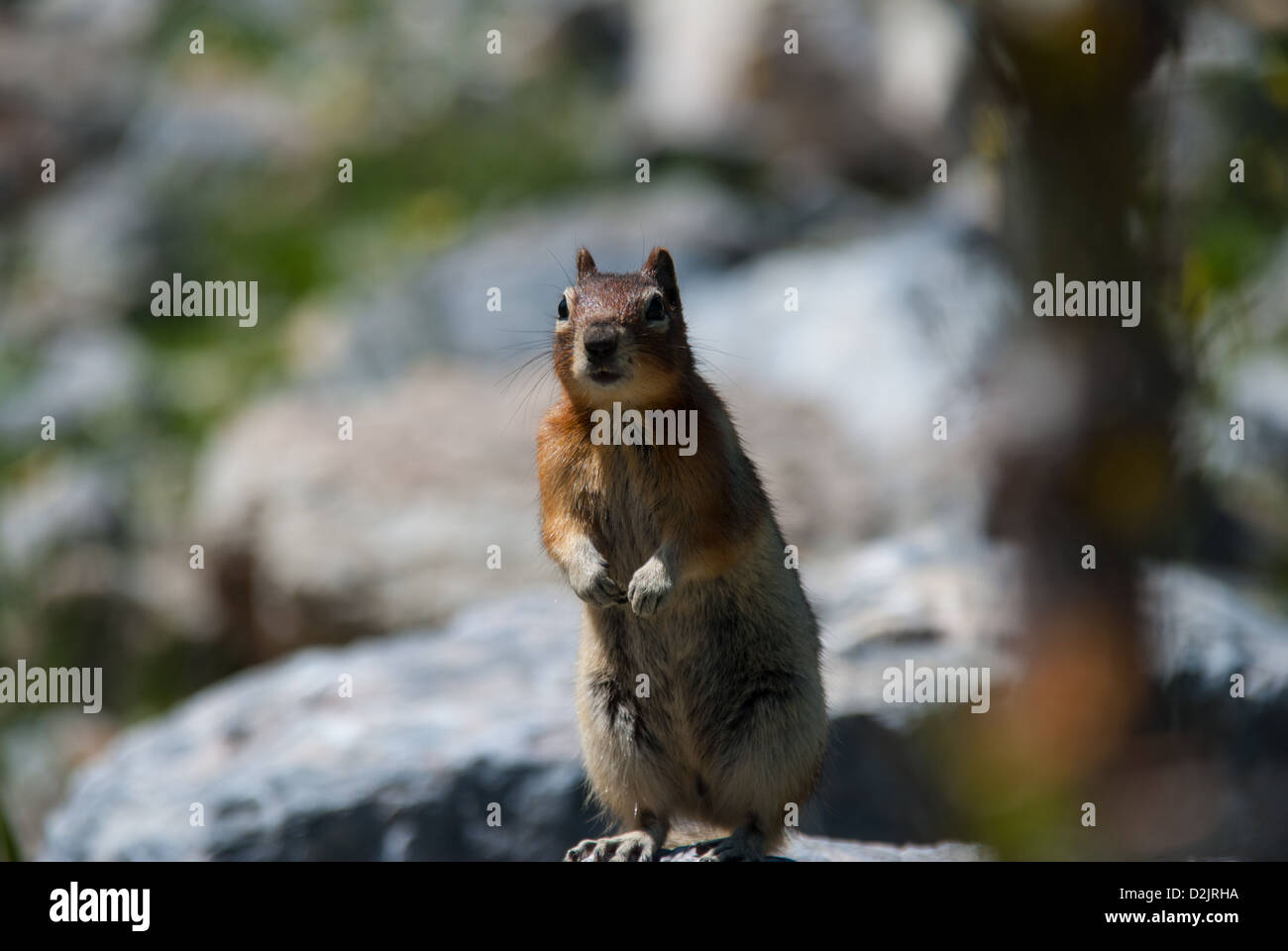 Squirrel in Banff National Park, AB, Canada Stock Photo - Alamy
