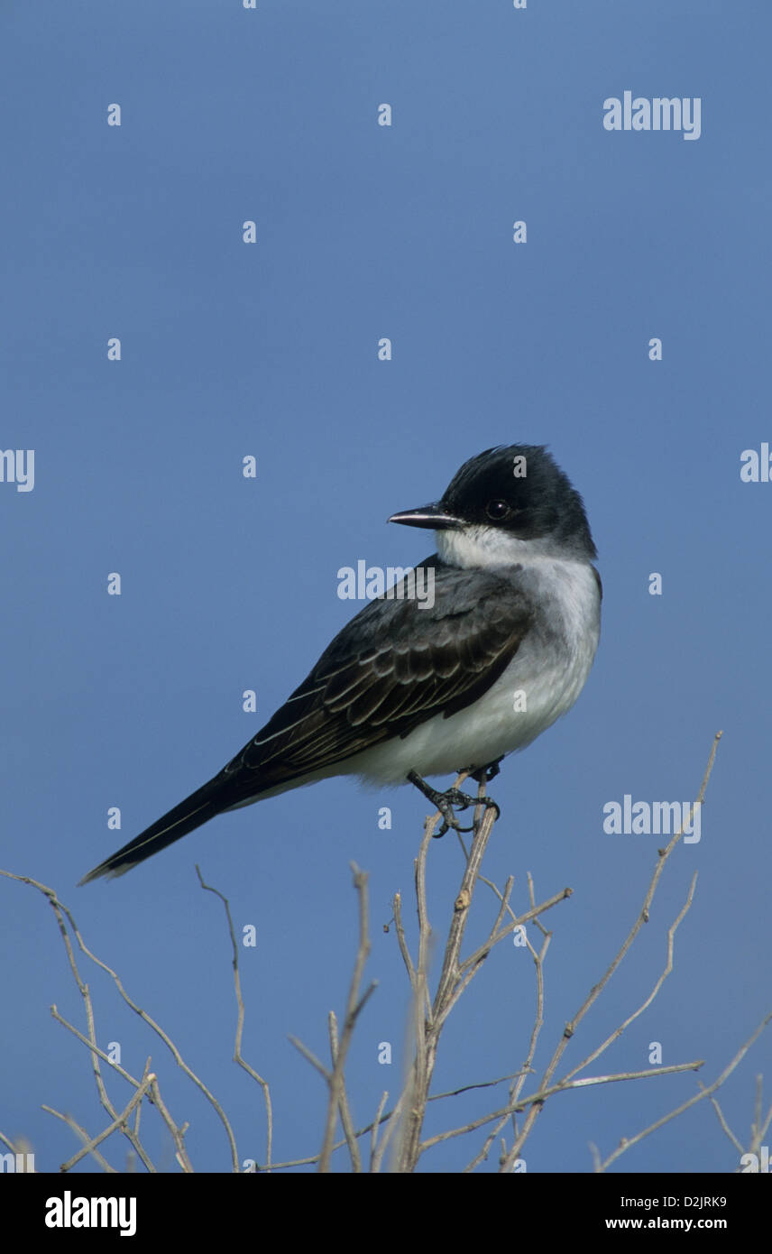 EASTERN KINGBIRD (Tyrannus tyrannus) adult Anahuac National Wildlife ...