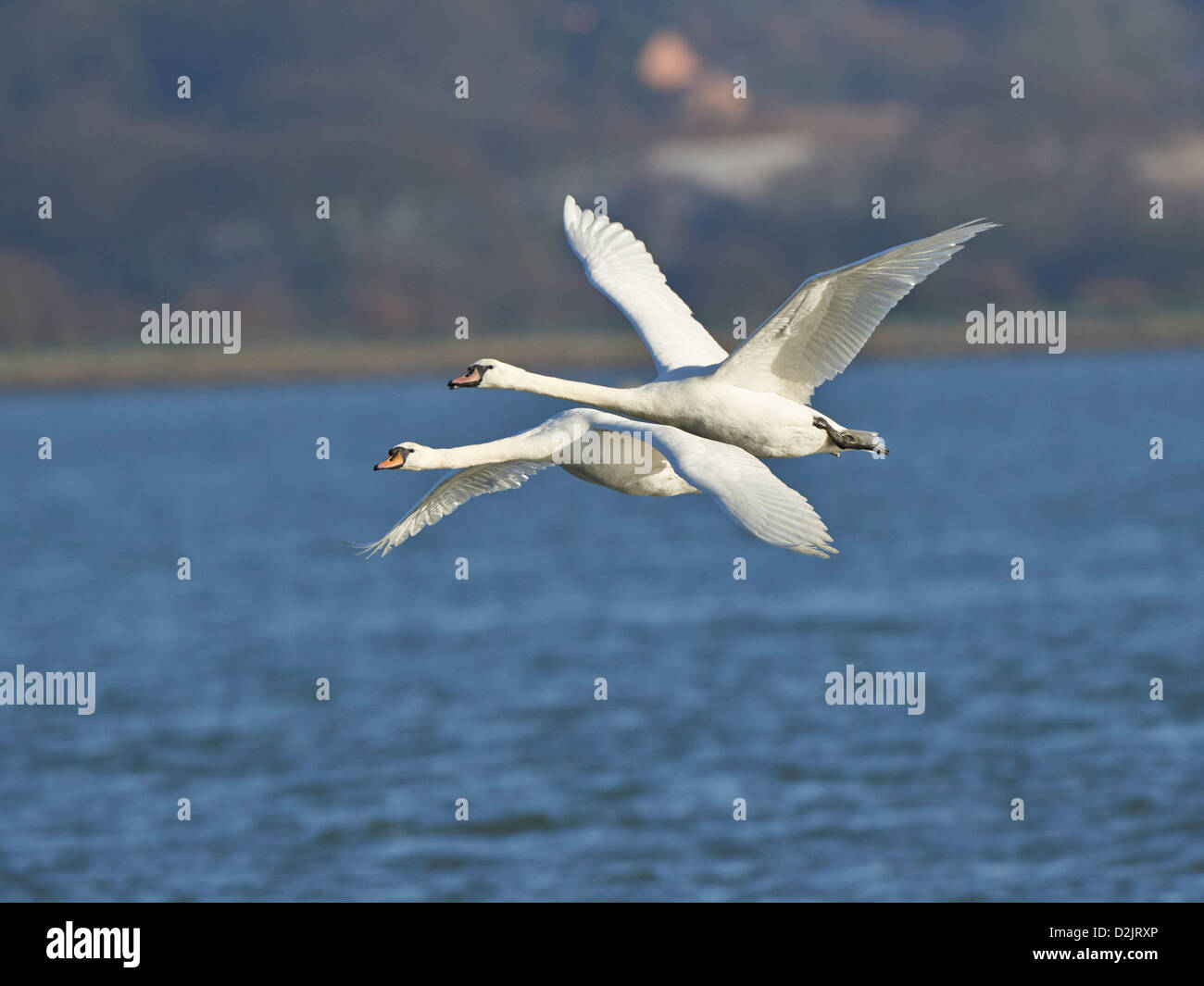 Mute Swan in flight Stock Photo - Alamy