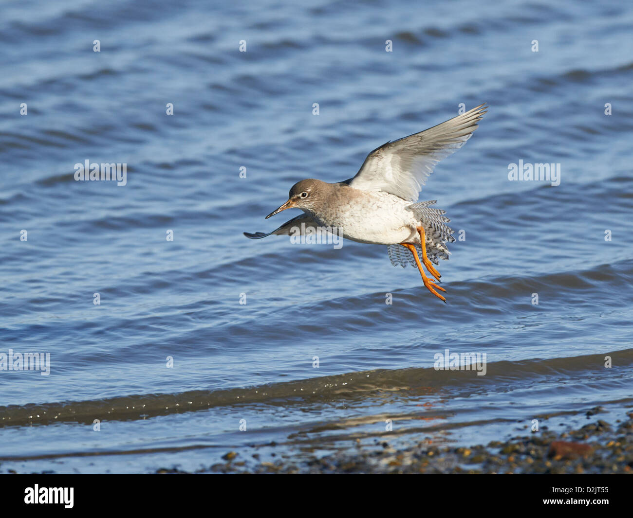 Redshank in flight Stock Photo - Alamy
