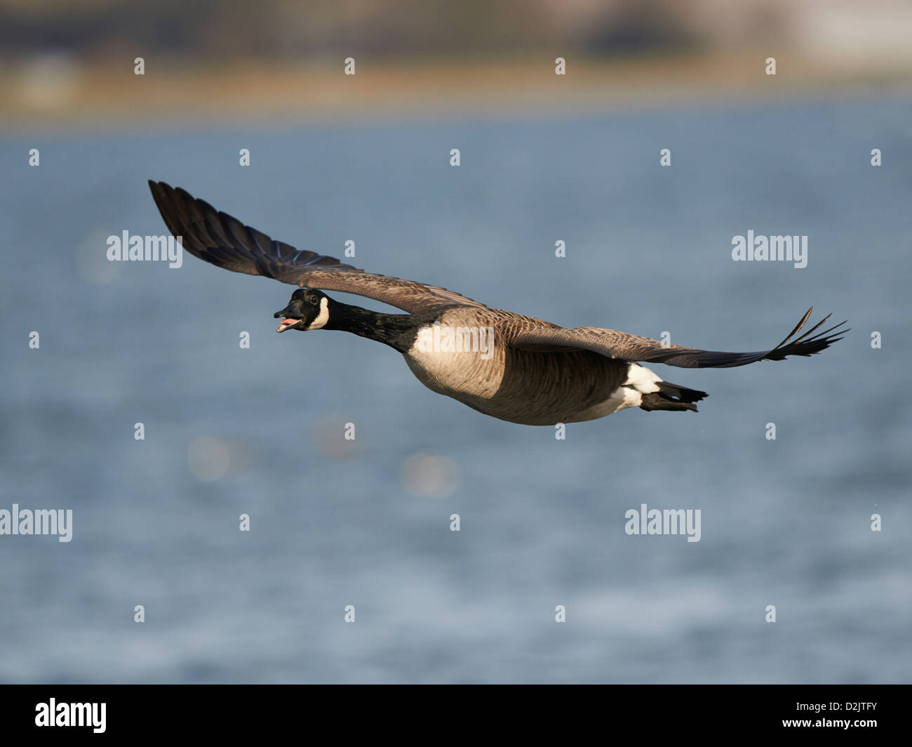 Canada Goose in flight Stock Photo - Alamy