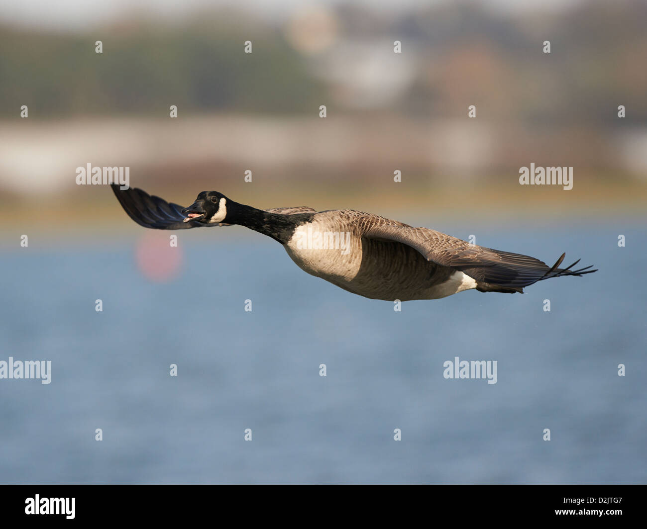 Canada Goose in flight Stock Photo - Alamy
