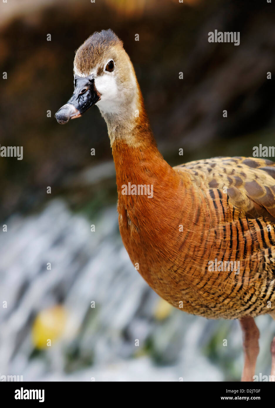 Whistling duck isolated hi-res stock photography and images - Alamy