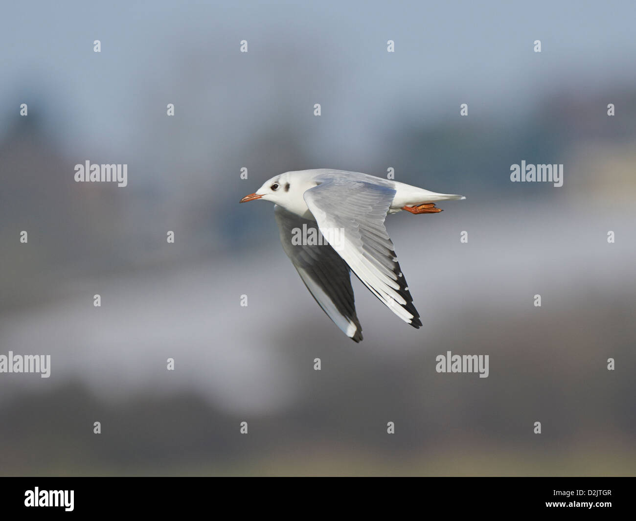 Black-headed Gull in flight Stock Photo - Alamy