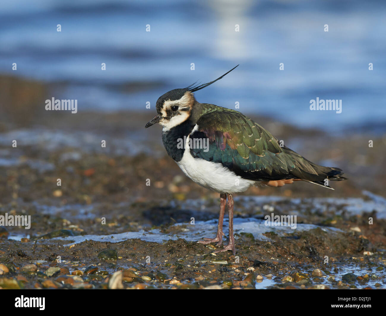 Black tuft of feathers on its head hi-res stock photography and images ...