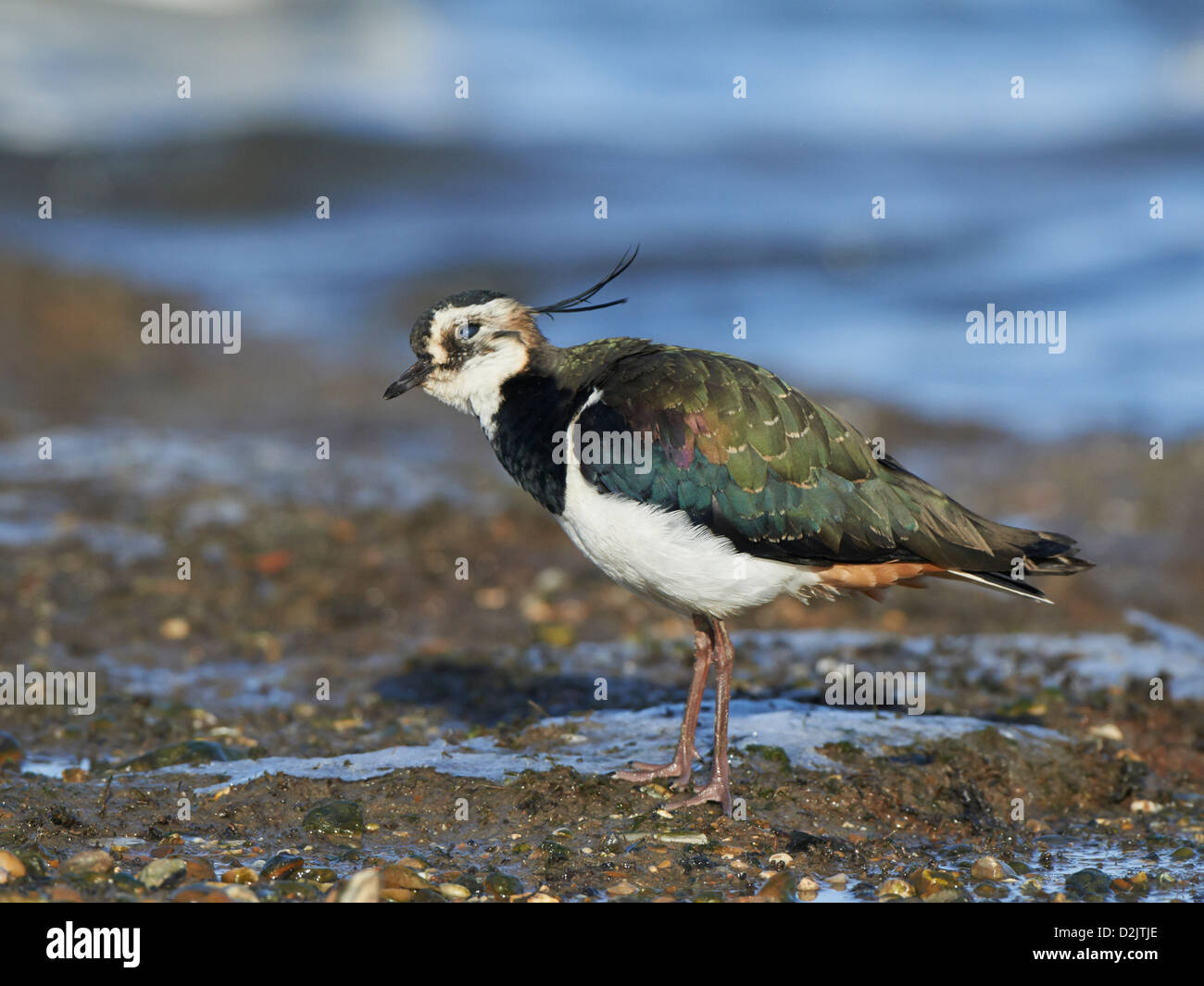 Lapwing resting on shoreline Stock Photo - Alamy