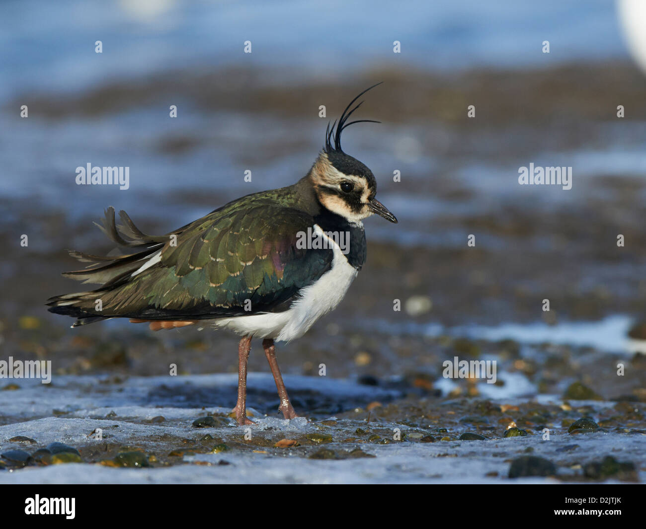 Lapwing vanellus green plover hi-res stock photography and images - Alamy
