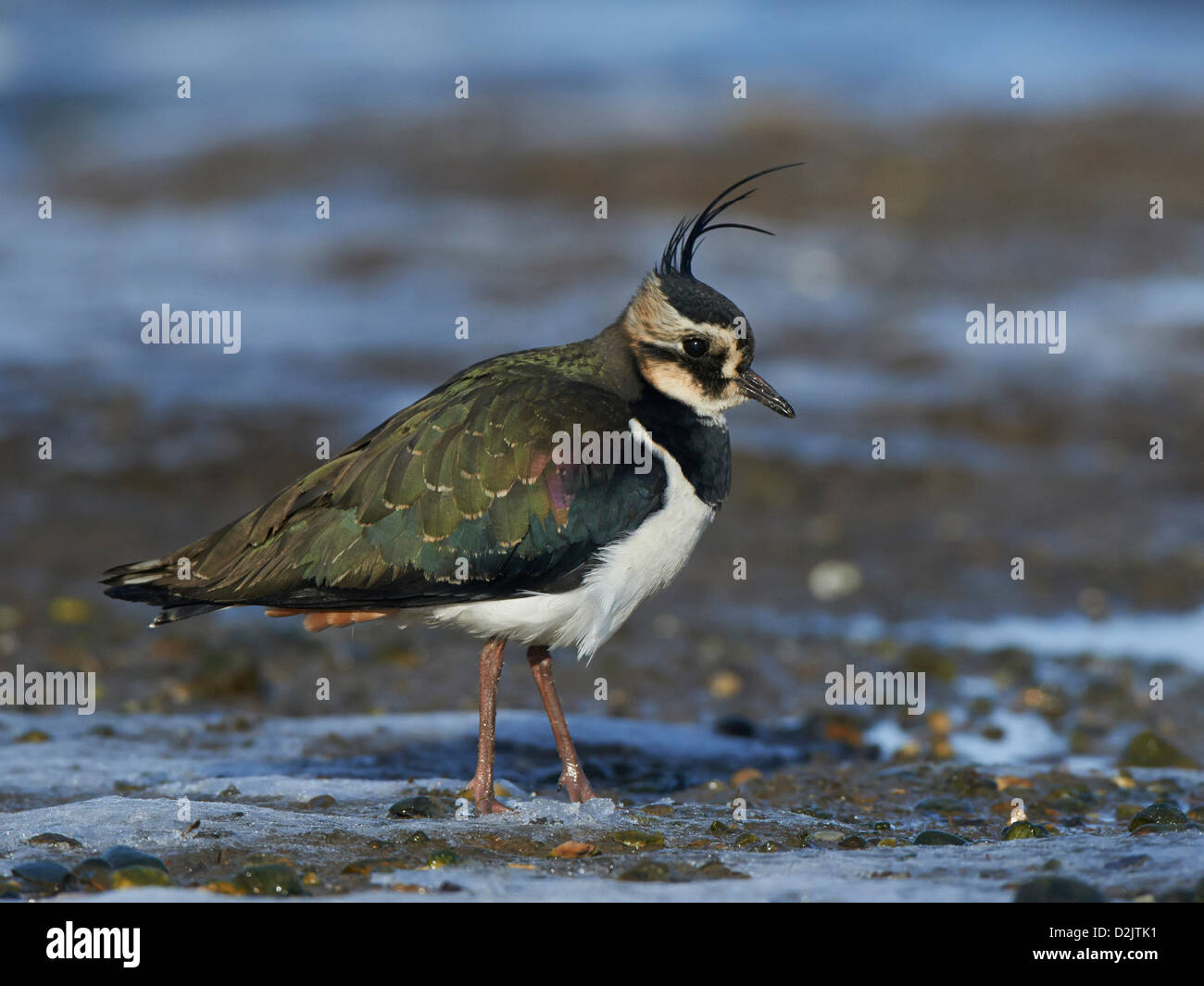 Lapwing resting on shoreline Stock Photo - Alamy