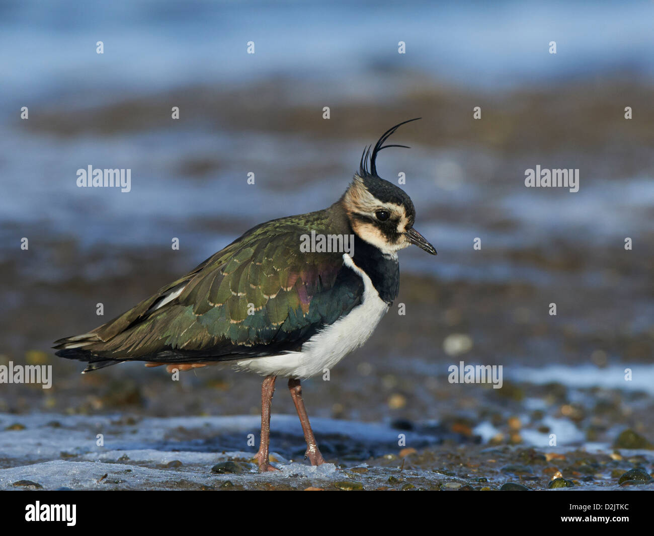 Lapwing resting on shoreline Stock Photo - Alamy