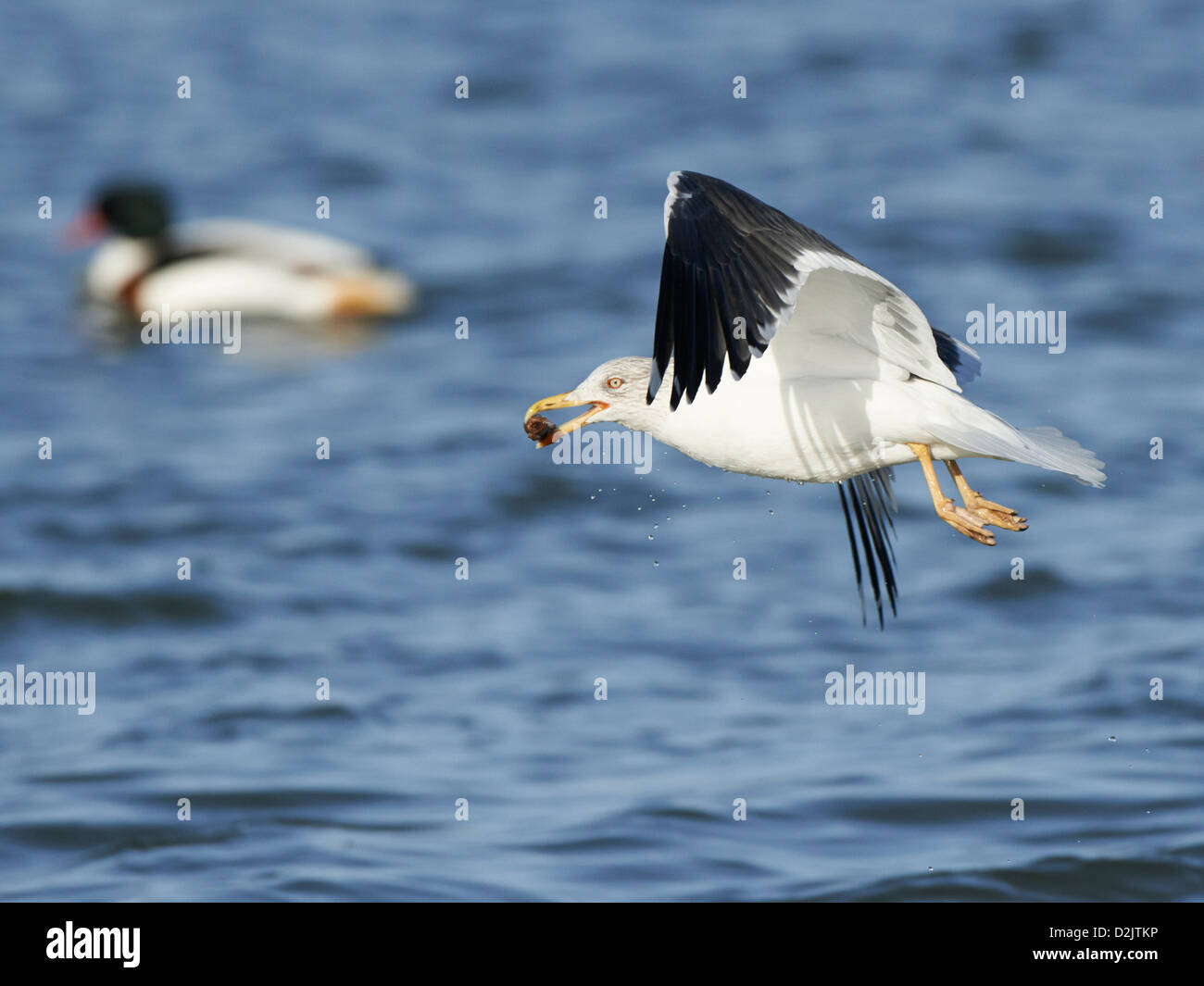 Lesser black-backed Gull in flight Stock Photo - Alamy