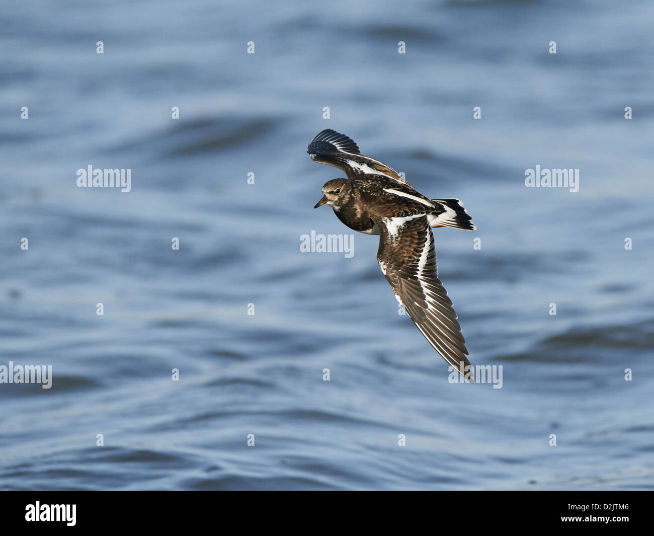 Ruddy turnstone flying hi-res stock photography and images - Alamy