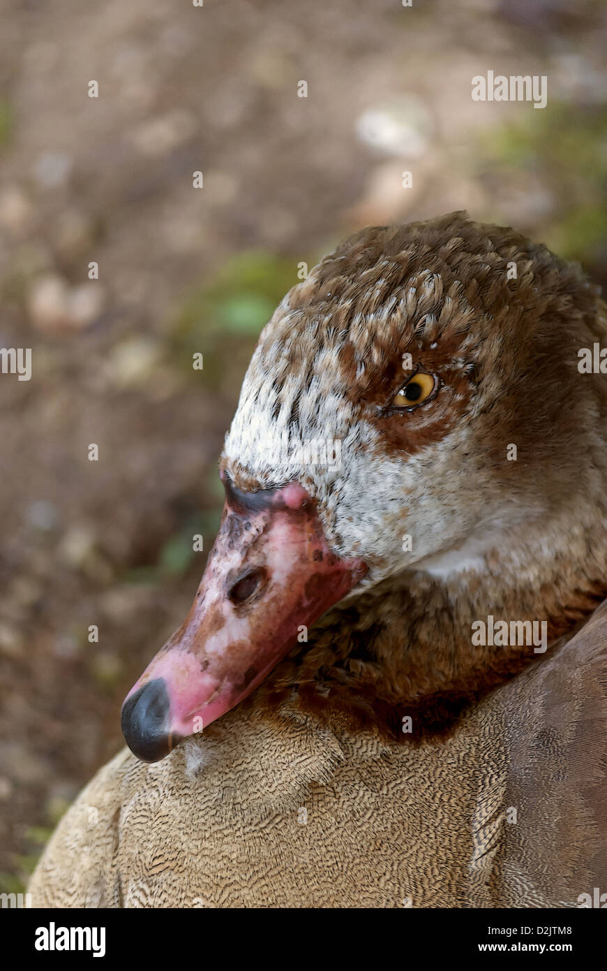 Brown duck looking into the camera, drawing effect Stock Photo - Alamy