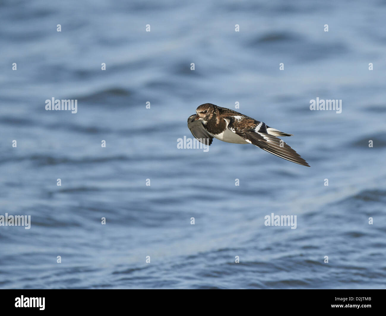 Ruddy turnstone flying hi-res stock photography and images - Alamy