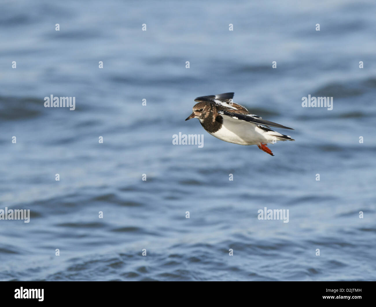 Turnstone in flight Stock Photo - Alamy