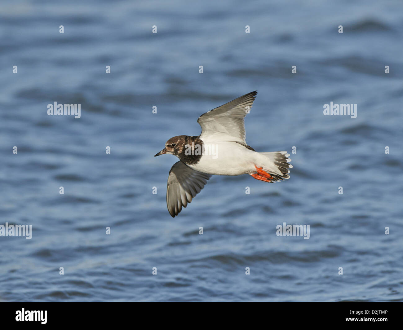 Turnstone in flight Stock Photo - Alamy