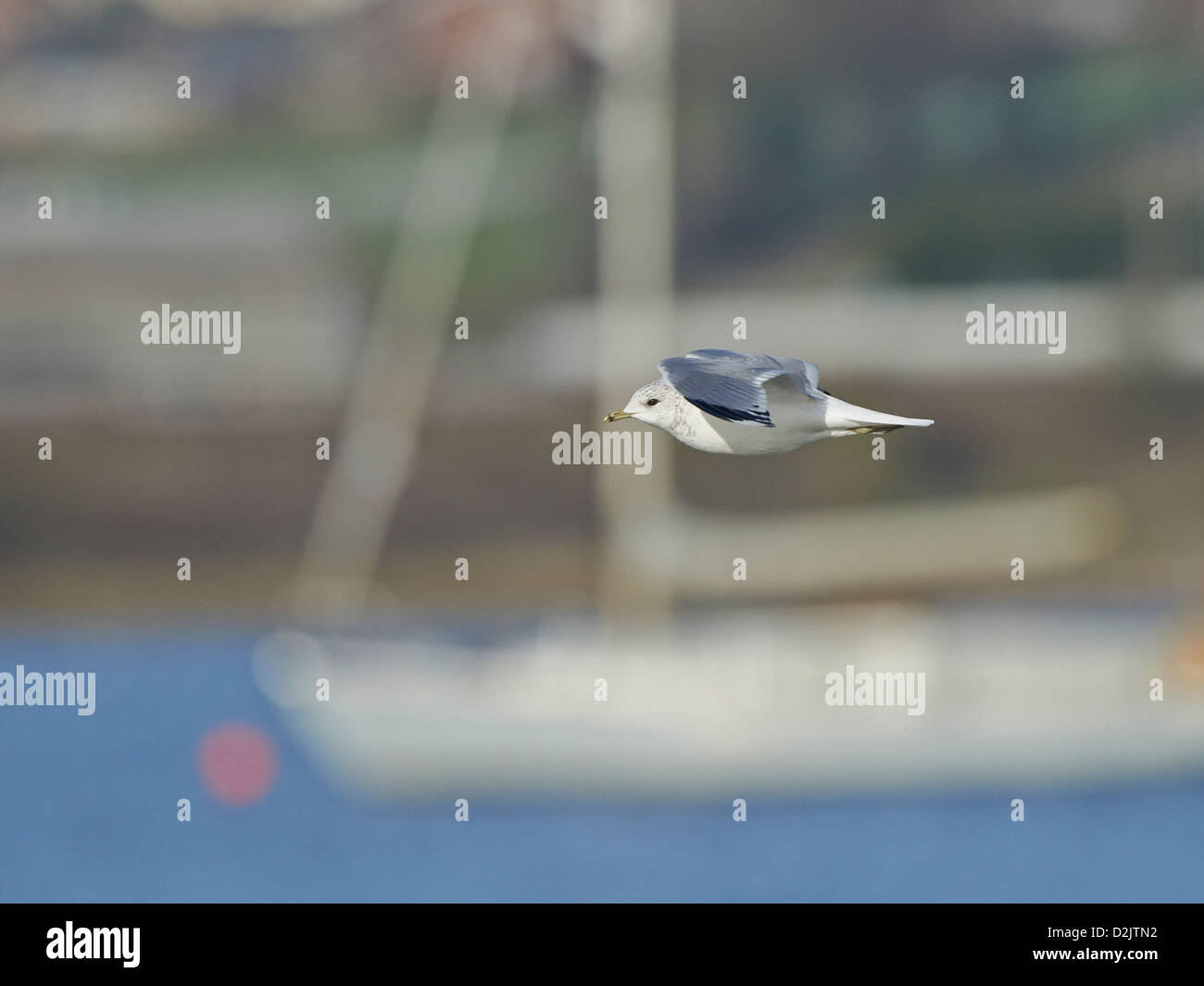Common Gull in flight Stock Photo - Alamy