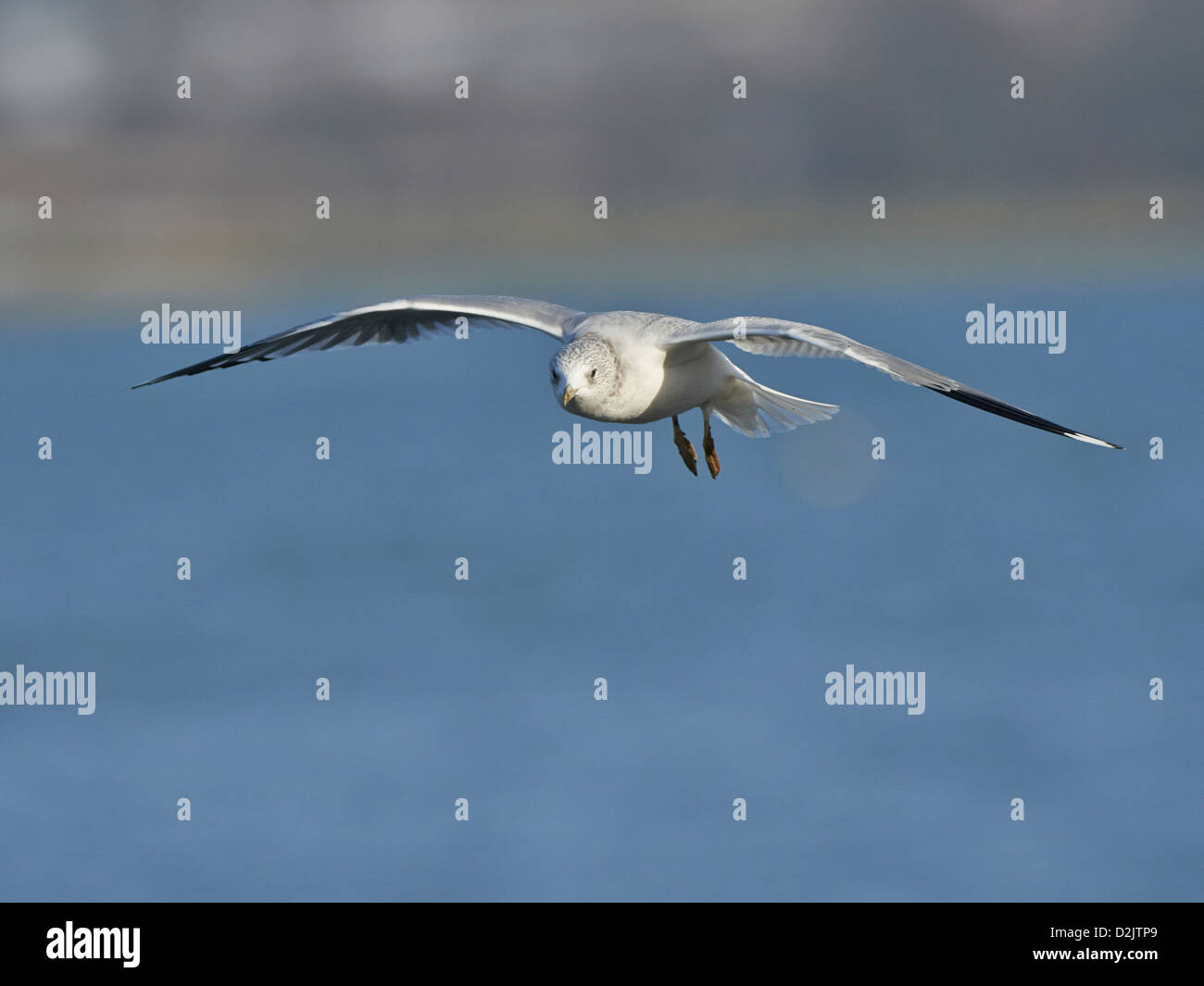 Common Gull in flight Stock Photo - Alamy