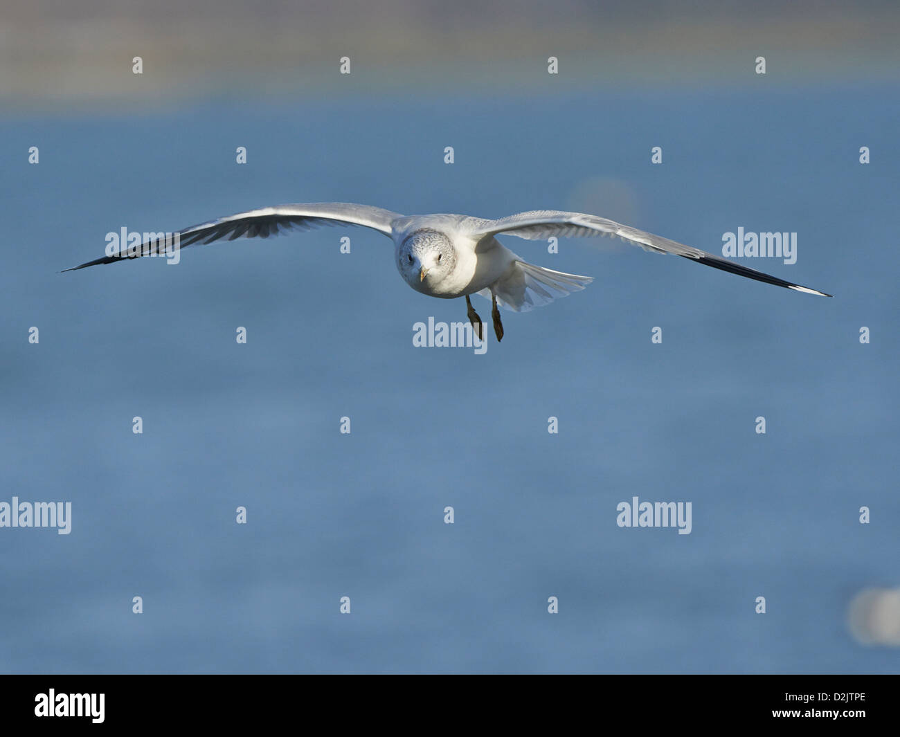 Common Gull in flight Stock Photo - Alamy