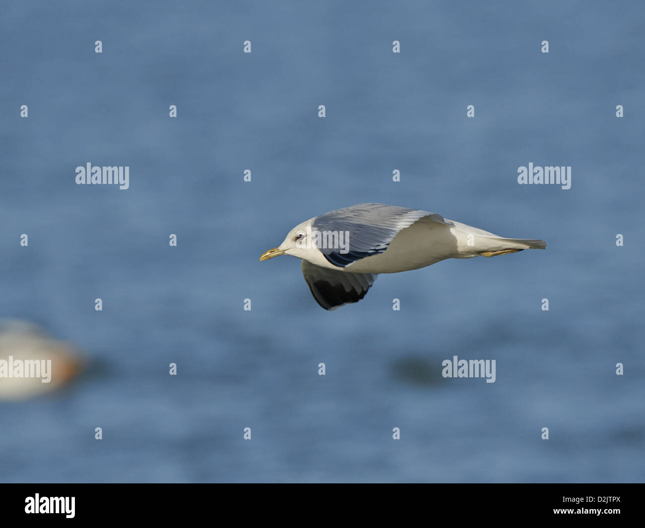 Common Gull in flight Stock Photo - Alamy