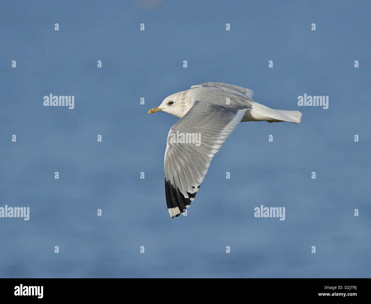 Common Gull in flight Stock Photo - Alamy