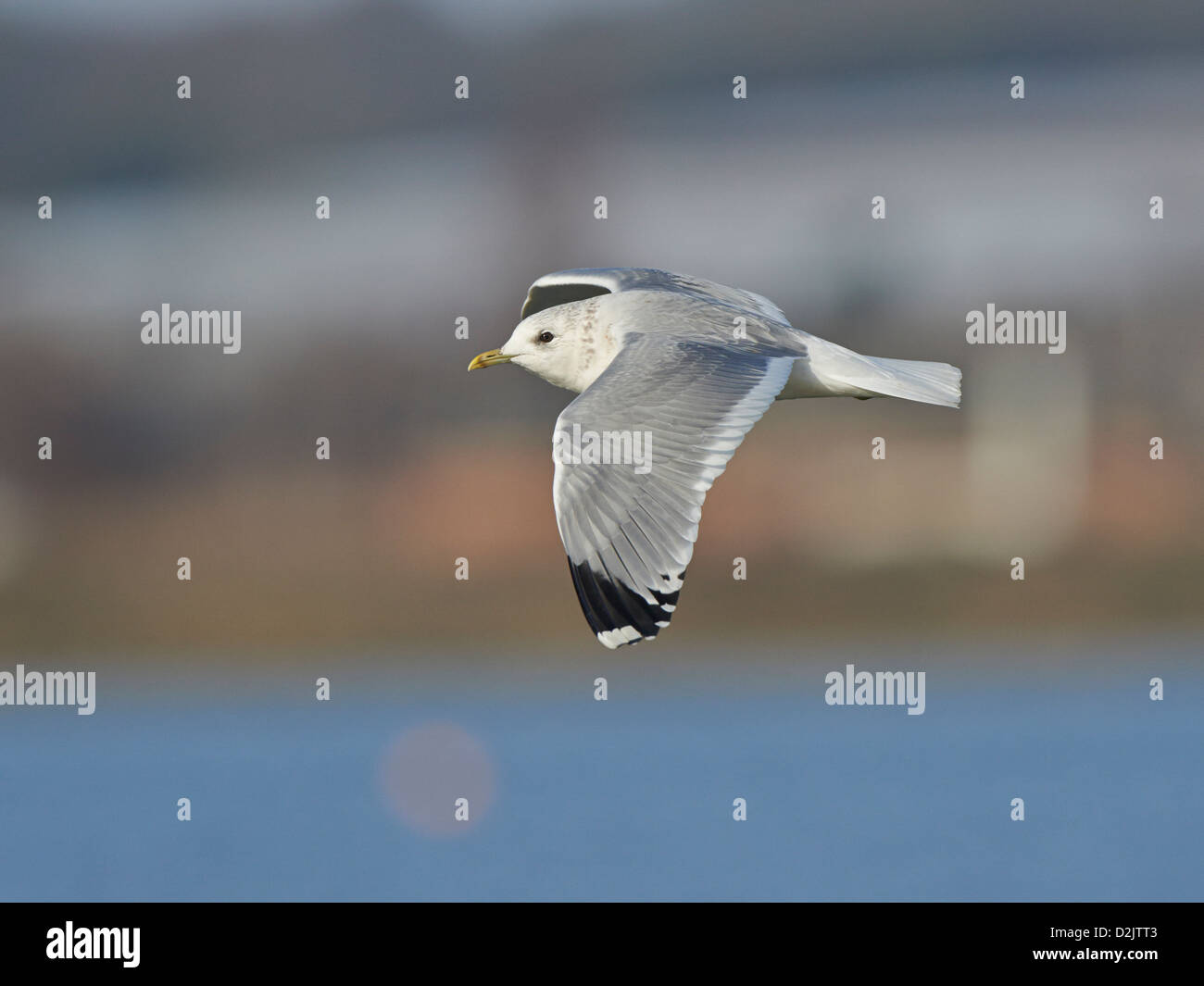 Common Gull in flight Stock Photo - Alamy