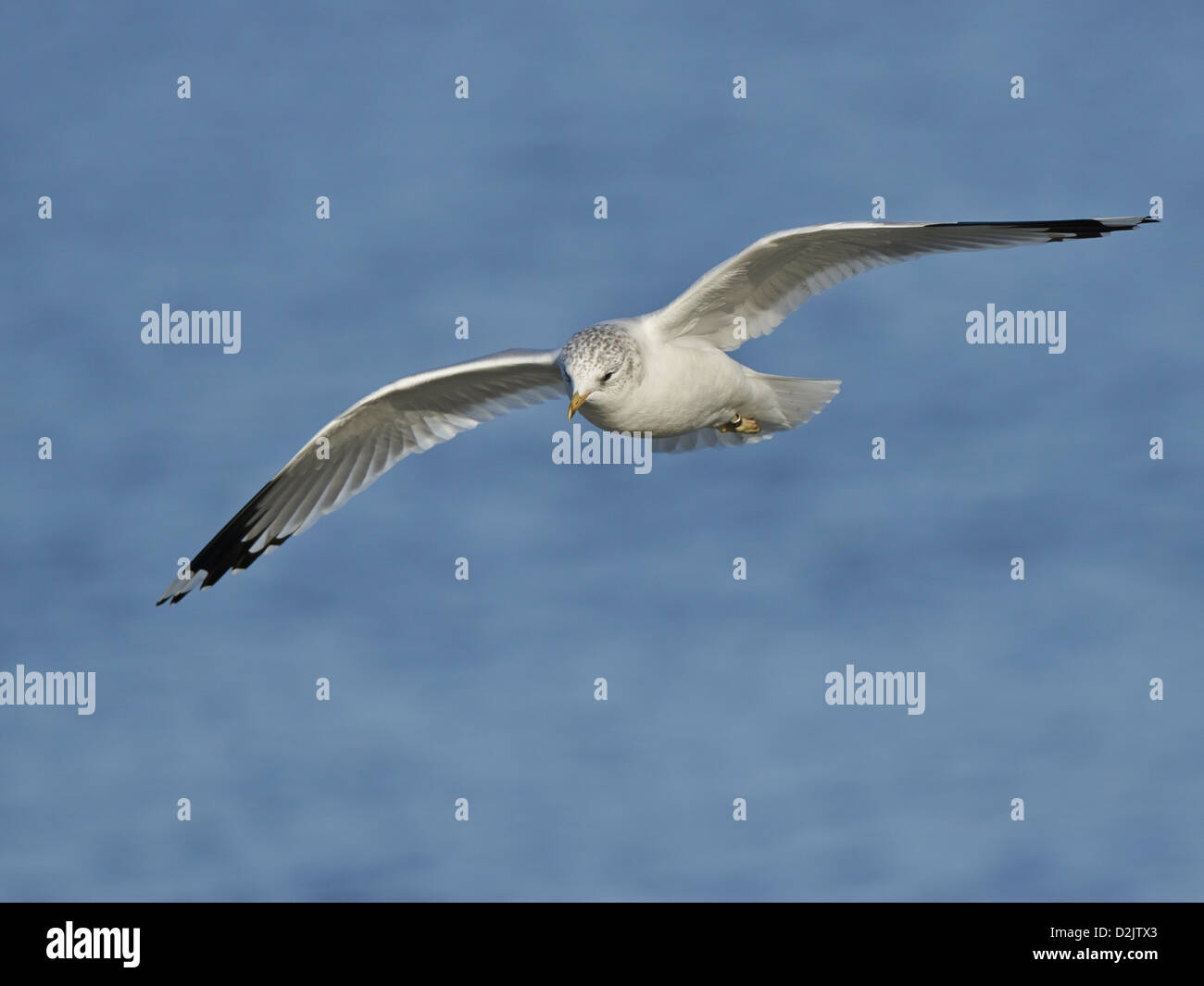 Common Gull in flight Stock Photo - Alamy