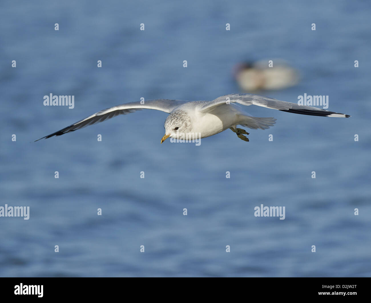 Common Gull in flight Stock Photo - Alamy