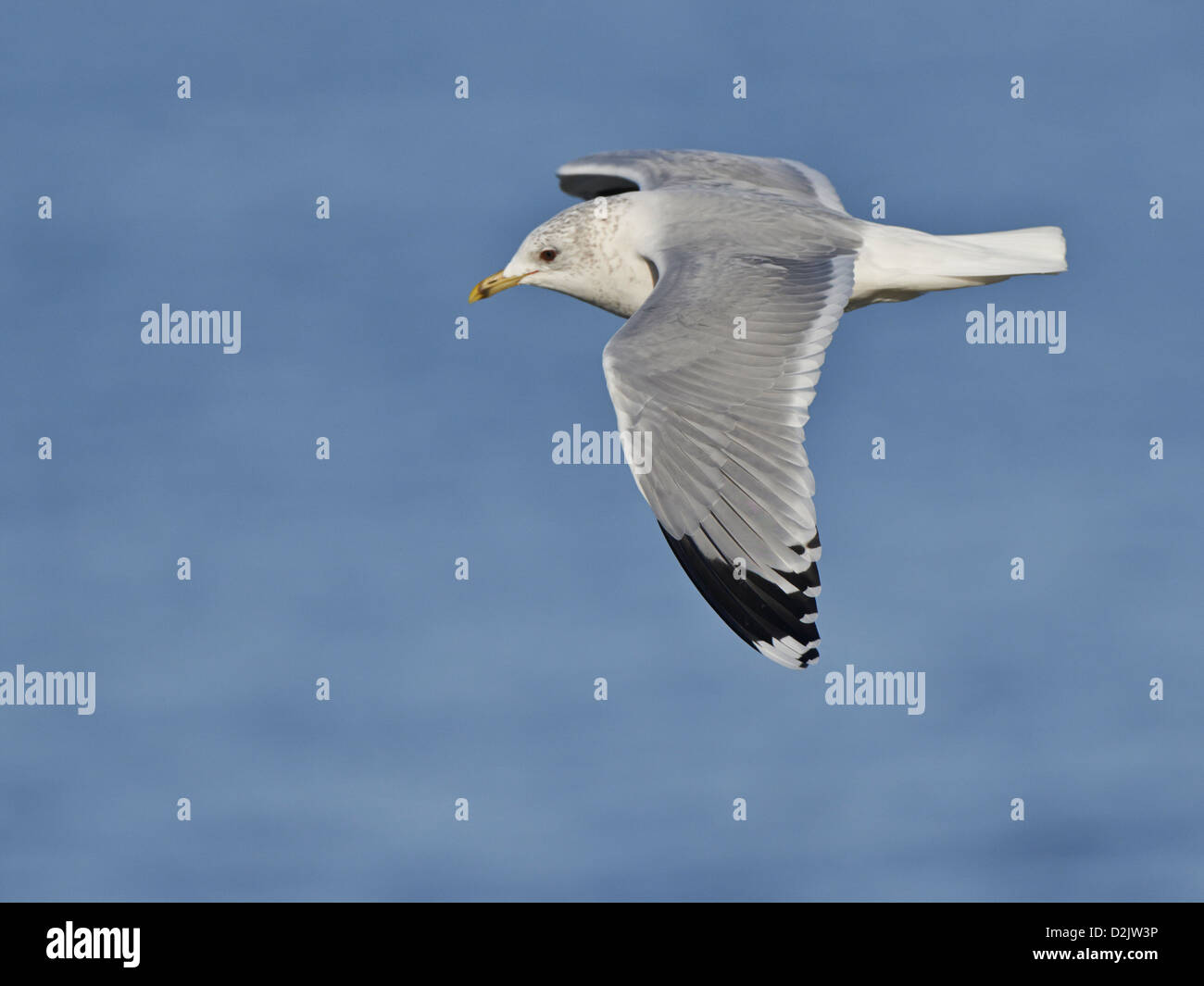 Common Gull in flight Stock Photo - Alamy