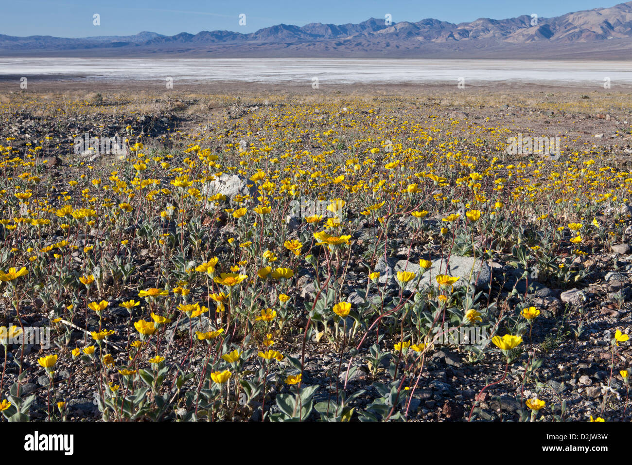 Desert gold in Death Valley below the Panamint Range, Death Valley ...