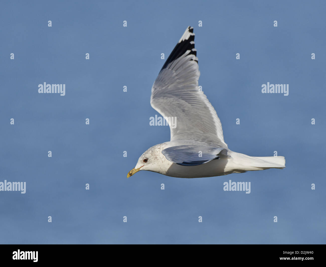 Common Gull in flight Stock Photo - Alamy
