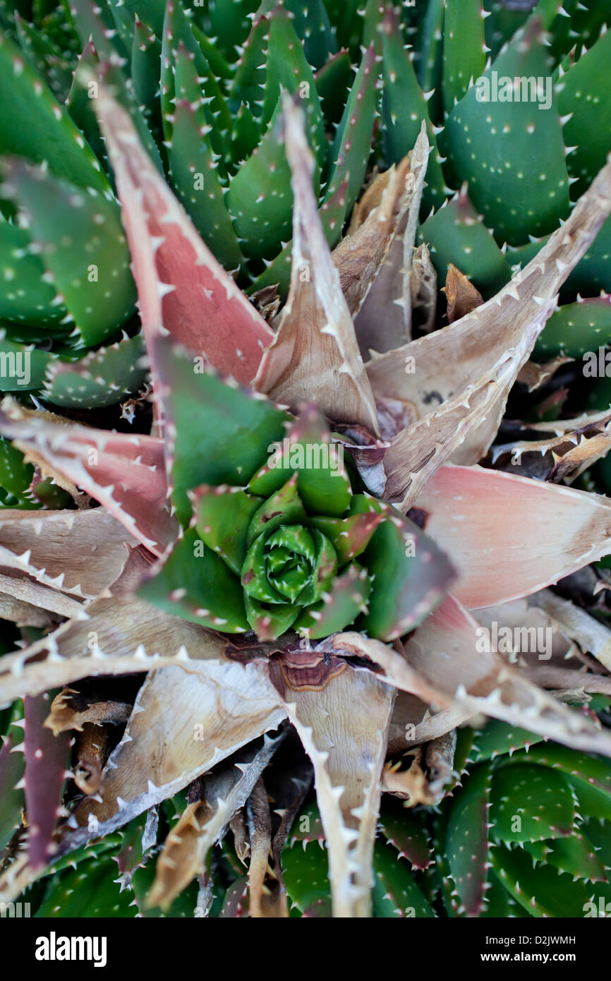 Green Spiky Aloe Vera High Resolution Stock Photography and Images - Alamy