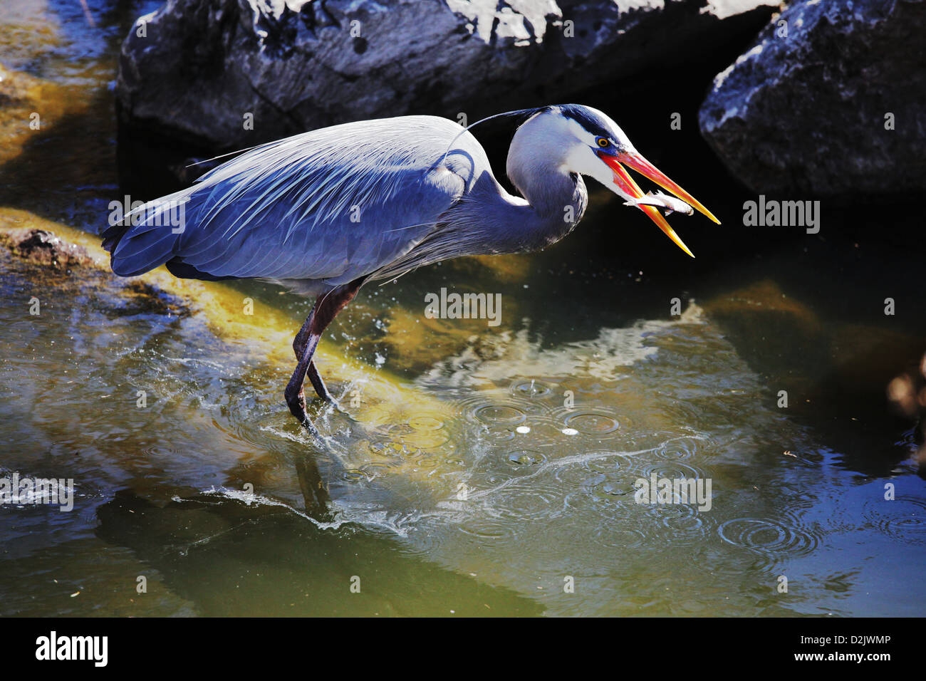 A crane eating a fish Stock Photo - Alamy